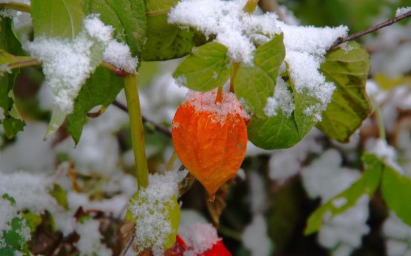 Циклони носят есенни дъждове, вятър и сняг в края на ноември : Враца ...